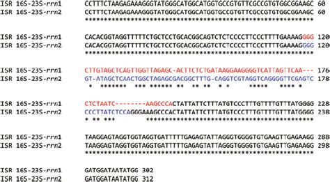 Alignment Of 16s23s Isrs In Tpa Nichols Rrn Operons The Gene Encoding Download Scientific