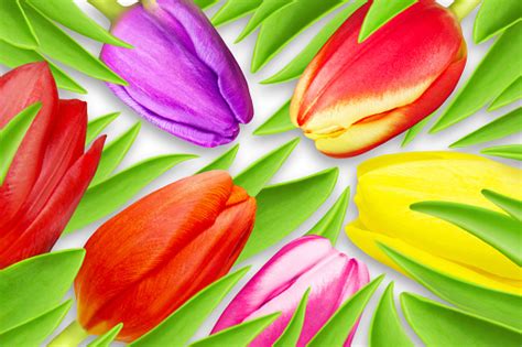 흰색 배경 클로즈업에 대해 격리 된 다양한 다채로운 튤립 꽃 나무에 대한 스톡 사진 및 기타 이미지 꽃 나무 꽃 식물 꽃꽂이 Istock