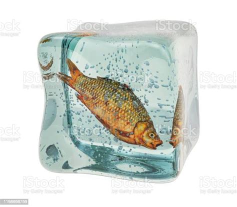 생 잉어 얼음 큐브에 얼어 붙은 물고기 흰색 배경에 고립 된 3d 렌더링 흰색 배경에 대한 스톡 사진 및 기타 이미지 흰색