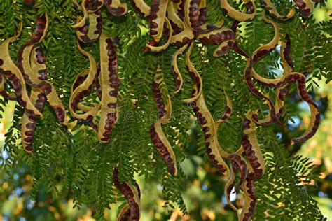 Three Thorns Stock Image Image Of Nature Rain Extreme