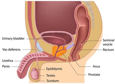 Male Reproductive System Class 10 Cbse Class Notes Online Classnotes123