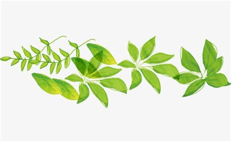 그린 잎 푸른 잎 일러스트 Png 녹색 잎이 소재 이미지 벡터 Psd 파일 Pngtree Plant Leaves Green Leaves Leaves