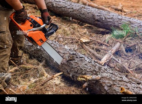 There Is Employee Cutting Trees With Chainsaw During Process Of
