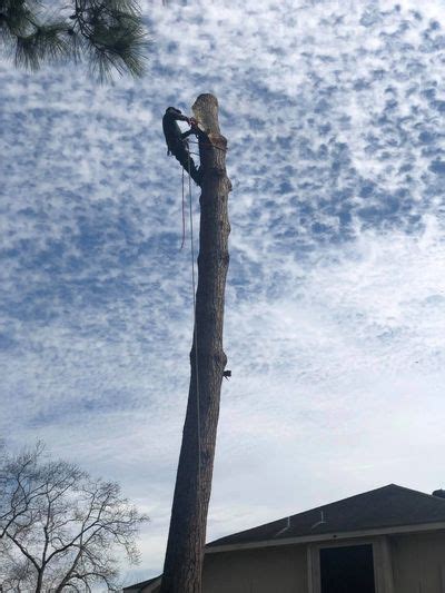 Tree Removal
