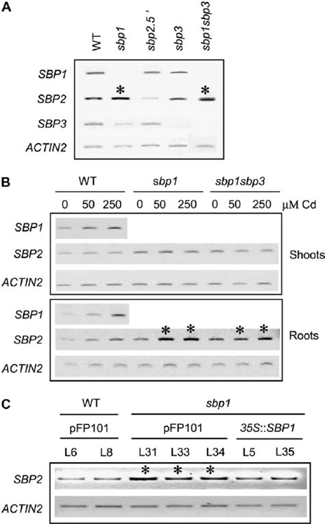 Analysis Of SBP Expression In Sbp Arabidopsis Mutants In Healthy Or Download Scientific Diagram