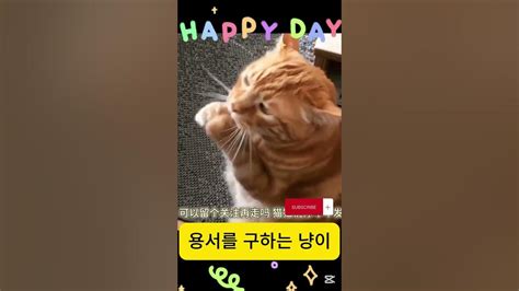용서를 구하는 냥이 Youtube
