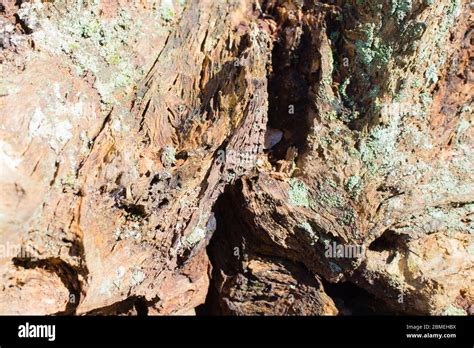 A Huge Old Tree Stump With Bare Roots Nestled On A Clayey Stony Slope In The Dark Woods Stock