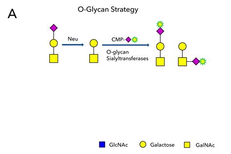 Fluorescent Glycan Labeling And Detection Randd Systems