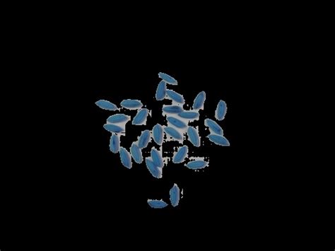 rice seed detect instance segmentation dataset by university of science