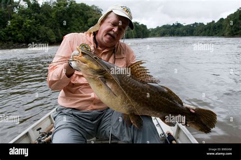 An Angler Admires A Giant World Record Jundia Catfish Caught From A