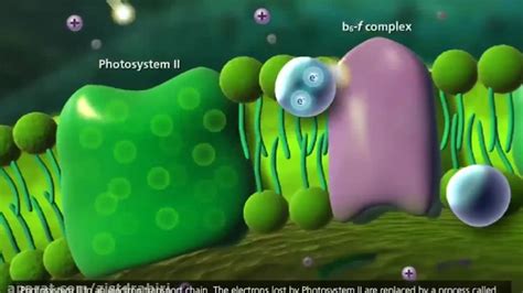 انیمیشن مفهومی فتوسنتز 09044686613 تدریس زیست نماشا