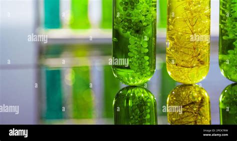 Algae Fuel Biofuel Industry Lab Researching For Alternative To Fossil