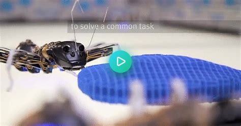 Bionic Ants  On Imgur