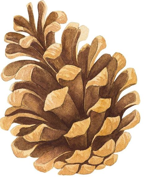 Картинка шишка для детей