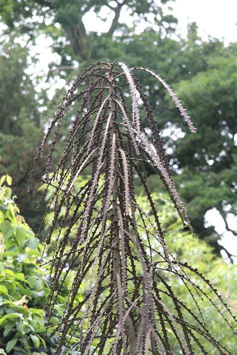 Pseudopanax Ferox Pan Global Plants