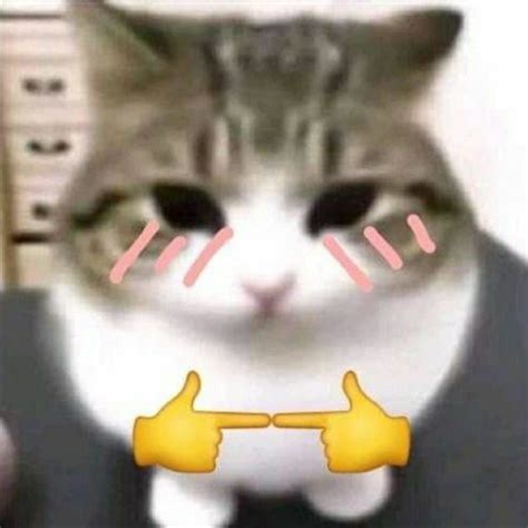 Silly Cats Collage Silly Cats Couple Pfp Silly Cats Clown Silly Cats
