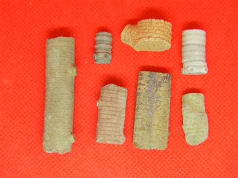 Fossil Specimen Crinoids Cystoids And Blastoids Jurassic James