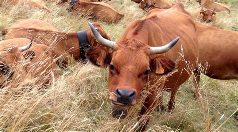 프로방스 알프스 코트다쥐르에 위치한 프랑스 알프스 지역 자연공원 익스피디아
