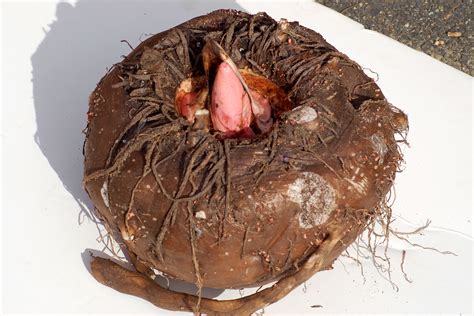 Corm Plants Examples Iii Corms Root Stem Leaf