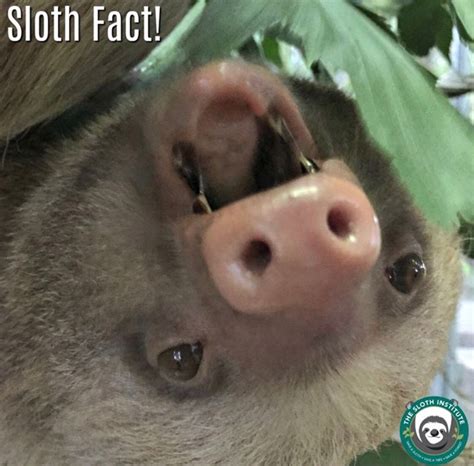 Sloth Bite