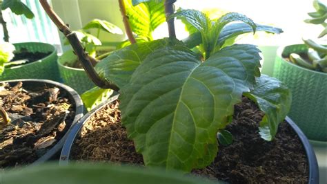 Подкормка Гортензии весной. - YouTube