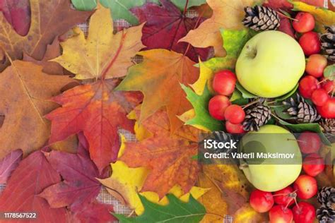 가 베이지 색 배경에 소나무 콘과 낙원 사과의 프레임입니다 0명에 대한 스톡 사진 및 기타 이미지 0명 10월 가을 Istock