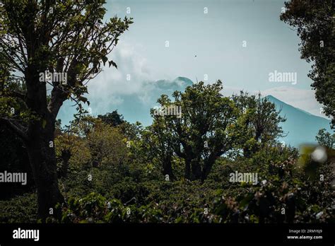 Coffee Trees At The Plantation In High Altitude Of Panama Where