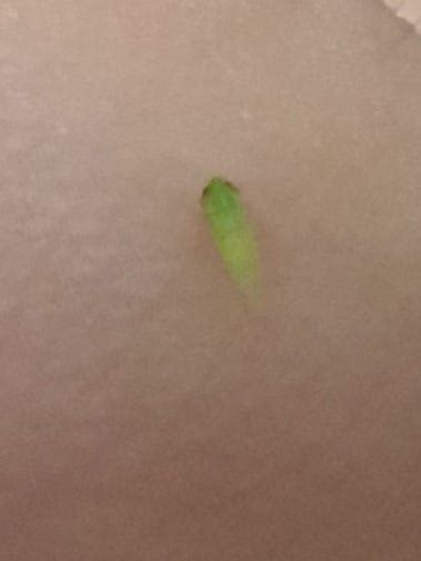 엄청 작은 초록 벌레 이름 지식in