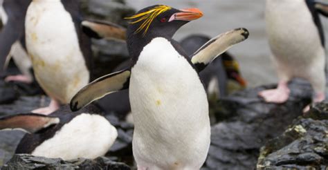 9 Most Unique Penguin Species In The World