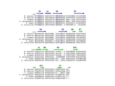Sequence Alignment Of The C Terminal Regions From Eukaryotic Type Ii