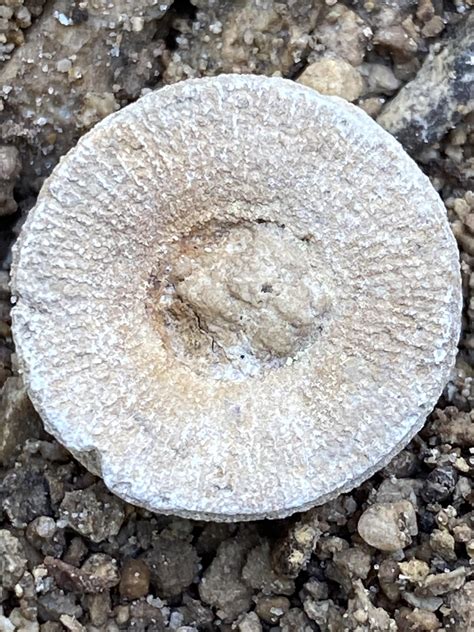 Fossilized Crinoid Stem R Pics