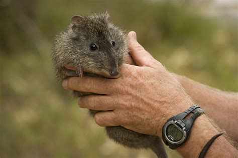 Help Save The Gilberts Potoroo From Extinction Australian Geographic