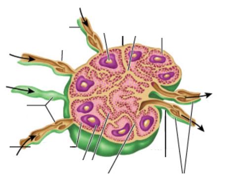 Lymphocyte Powerpoint Diagram Quizlet