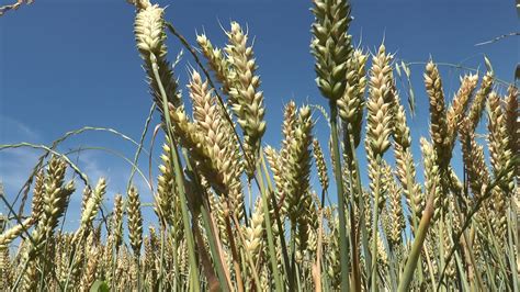 Dan Polja Sitnih Žita Info Press