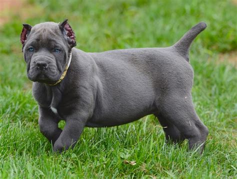 How Much Are King Corso Puppies