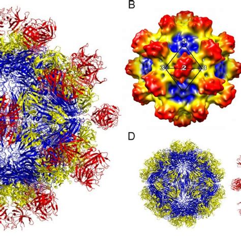 Structure Of The Hepatitis E Virus Like Particle Vlp T ϭ 1 A Download Scientific