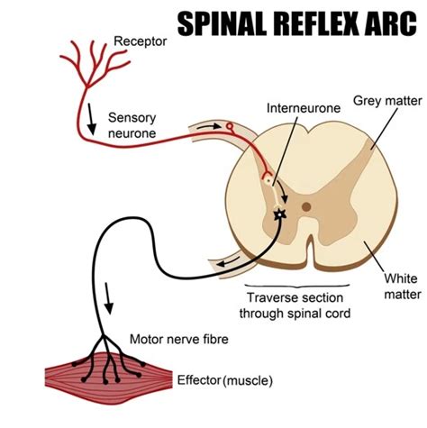 Bulbocavernosus Reflex