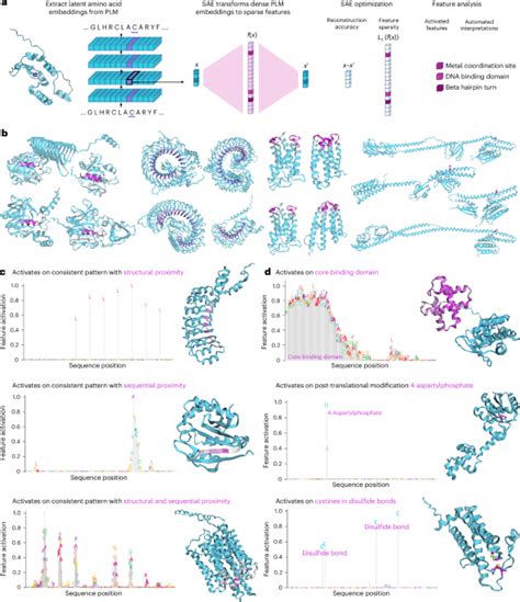 Interplm Discovering Interpretable Features In Protein Language Models