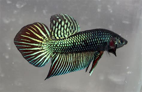 Flower Fish To Sklep Akwarystyczny Z Bojownikami