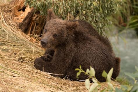 Premium Photo High Angle Portrait View Of Cub