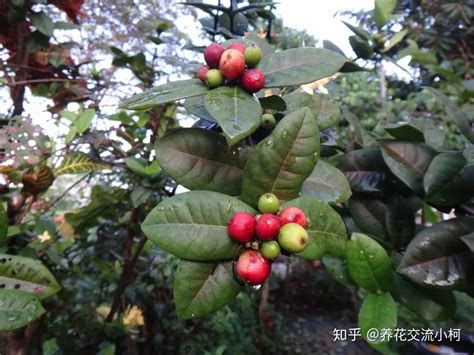 南方四季开花的龙船花花色丰富只有原种可结果易招虫子 知乎