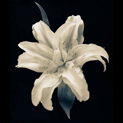 S On Tiktok Flowers Black Background Flower Aesthetic Flower Icons