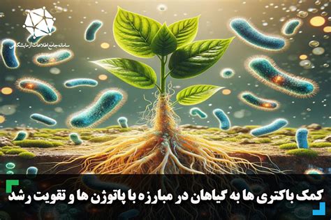 کمک باکتری ها به گیاهان در مبارزه با پاتوژن ها و تقویت رشد