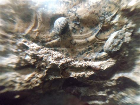 Beautiful Stone With Dendrites And And Other Anomalies In Concrete Rock