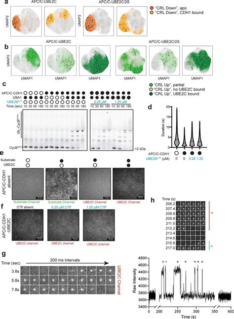 Development Of Tirf Based Apc C Dependent Substrate Ubiquitination Download Scientific Diagram