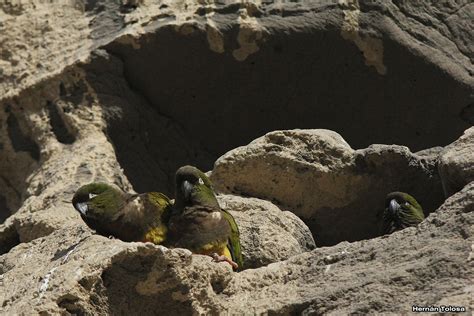 Aves De Argentina La Colonia De Loros Más Grande Del Mundo