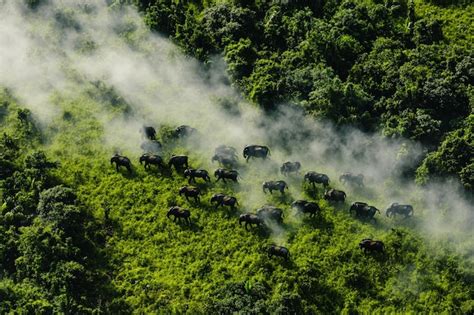 Assessing Wildlife Migration Patterns Affected By Generative Ai Premium Ai Generated Image