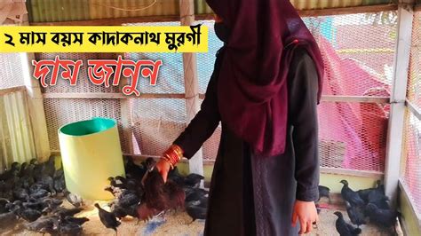 ২ মাস দেড় মাস বয়স কাদাকনাথ মুরগী খামার। এস এস এগ্রো ফার্ম উল্লাপাড়া সিরাজগঞ্জ। Shoriful Bd