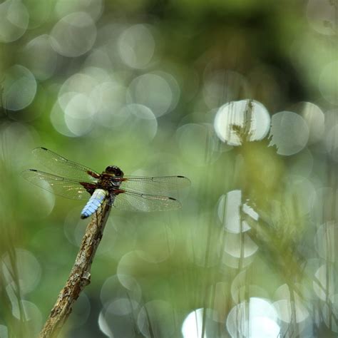 Aquatic Insects Special Interest Group Sig 2023 Royal Entomological Society