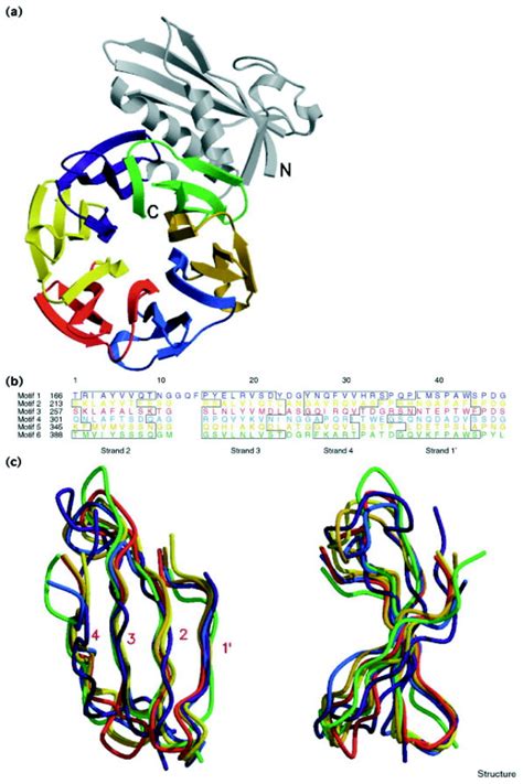 The Structure Of Tolb An Essential Component Of The Tol Dependent Translocation System And Its